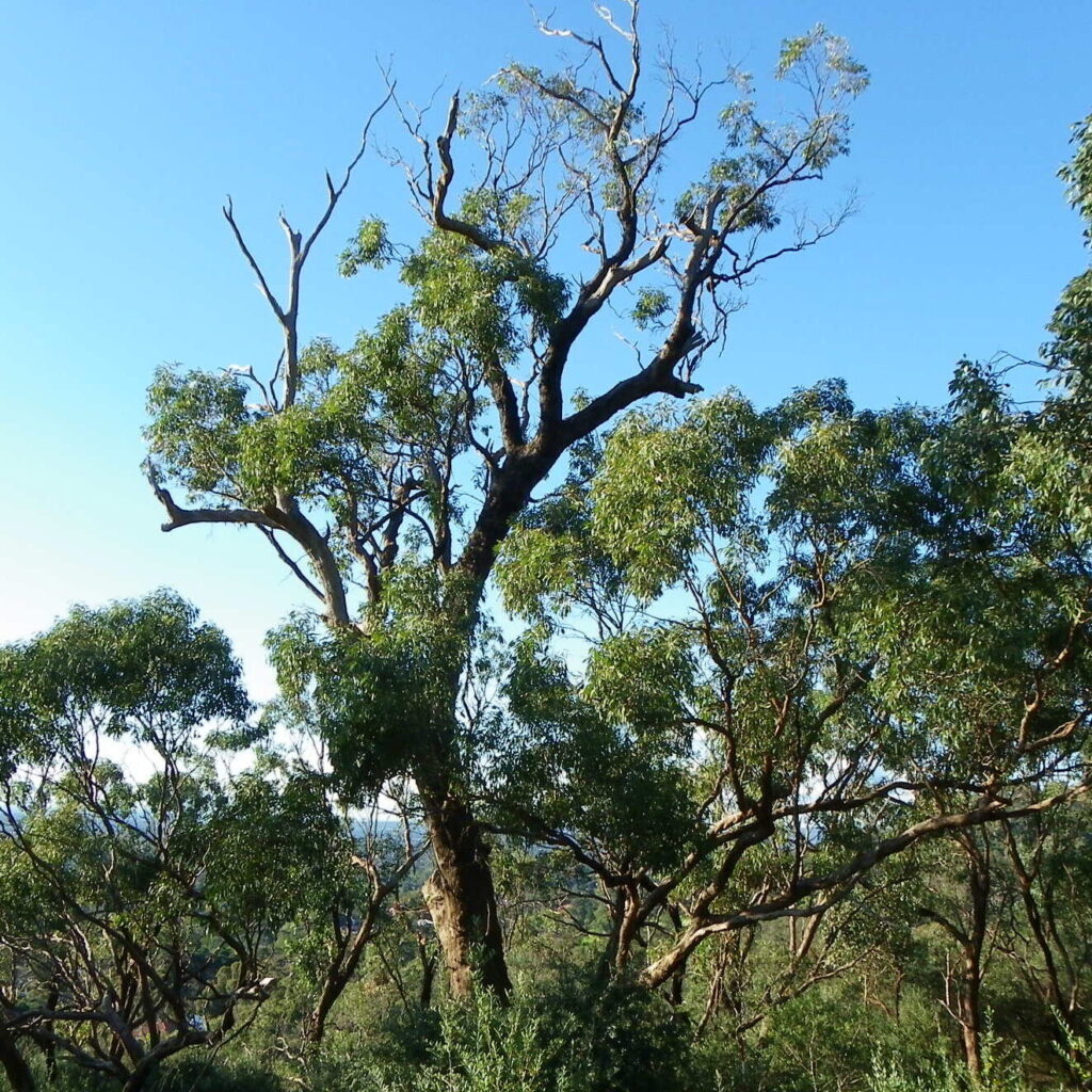 Native Vegetation Services – Plant Tactics